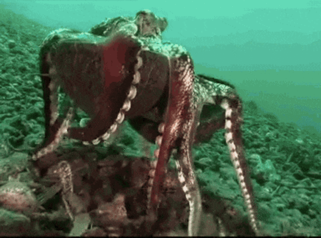 Runaway Coconut Cracks Open To Reveal Genius Animal - The Dodo