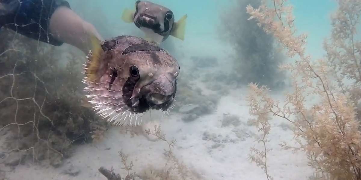 Fish Gets Trapped In Net And His Friend Won't Leave His Side - The Dodo
