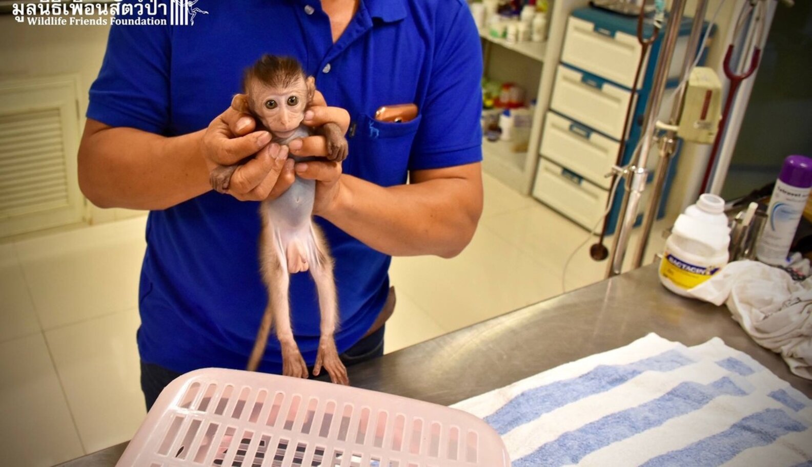 Tiny Baby Monkey Abandoned By Mom Gets His Very First Bottle - The Dodo