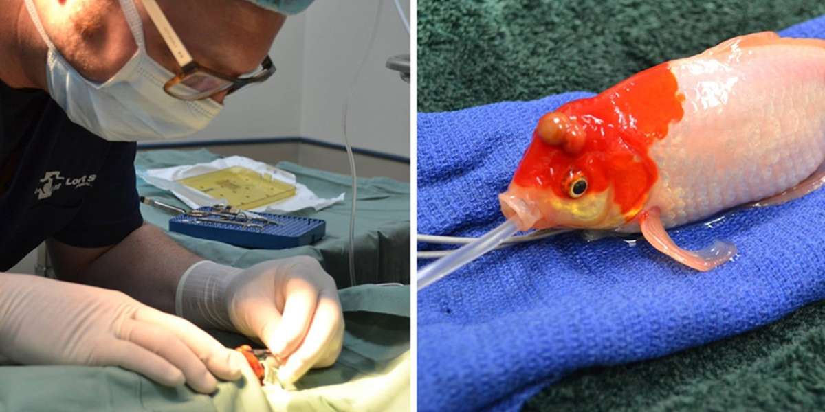 Vet Performs Surgery To Save A Sick Little Goldfish - The Dodo