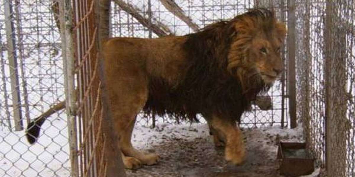 Lion's Half The Size He Should Be Because He Grew Up In A Bad Zoo - The ...