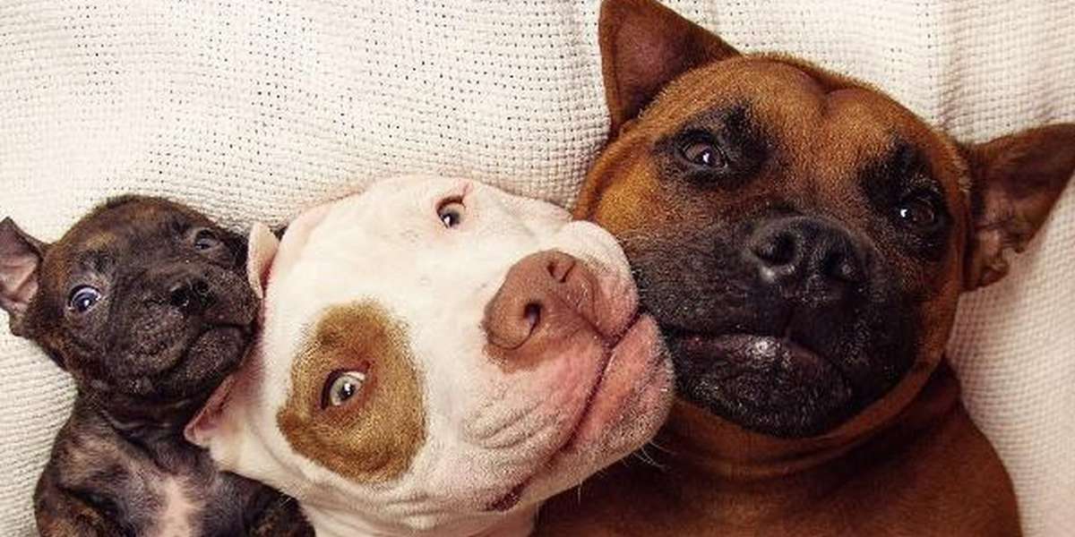 Newborn Puppy Headed To Pet Store Was Adopted By The Best Big Brothers ...