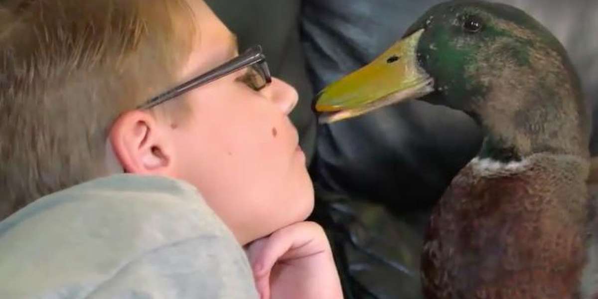 Boy Never Wanted To Go Outside Until His Duck Showed Him How Fun Life ...