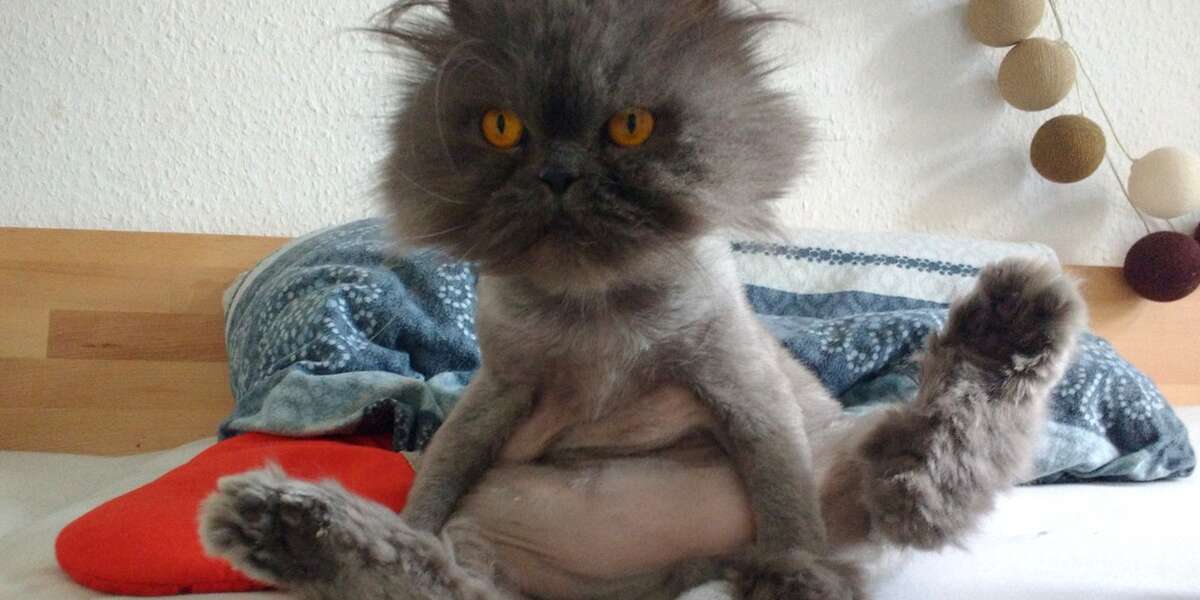 Cat Was So Matted He Had To Be Shaved - The Dodo