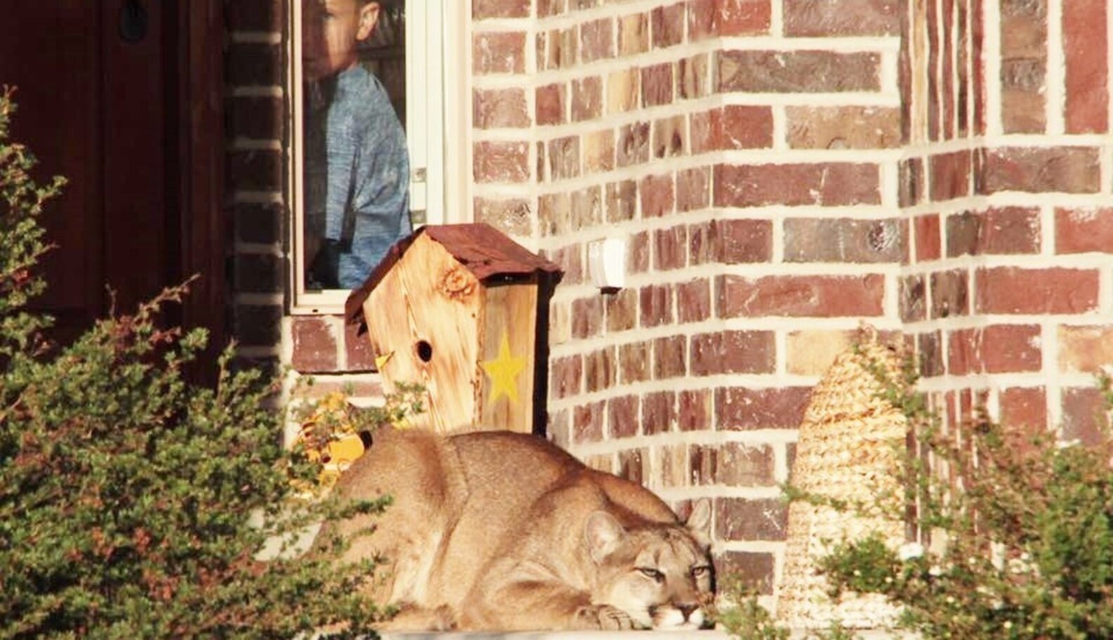 Family Almost Trips Over Mountain Lion On Their Doorstep - The Dodo