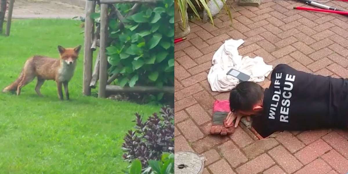 Mother Fox Waits Patiently While Men Save Her Trapped Baby - The Dodo