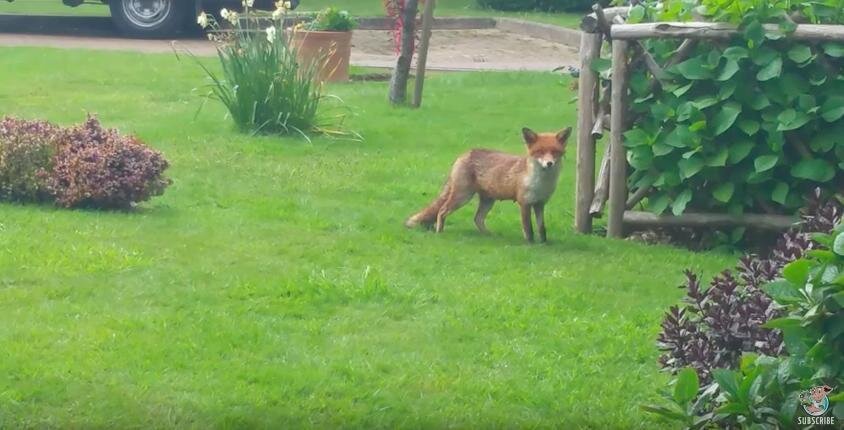 Mother Fox Waits Patiently While Men Save Her Trapped Baby - The Dodo