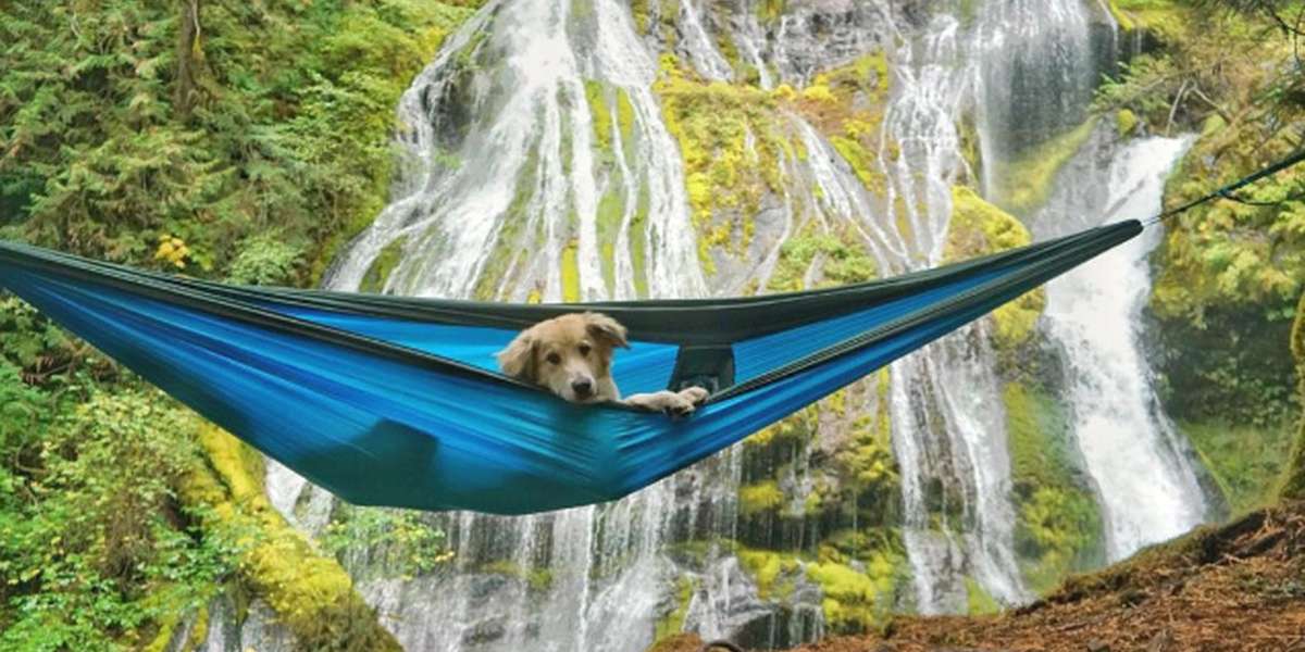 Rescue Dog Gets To Go On The Most Epic Outdoor Adventures Now - The Dodo