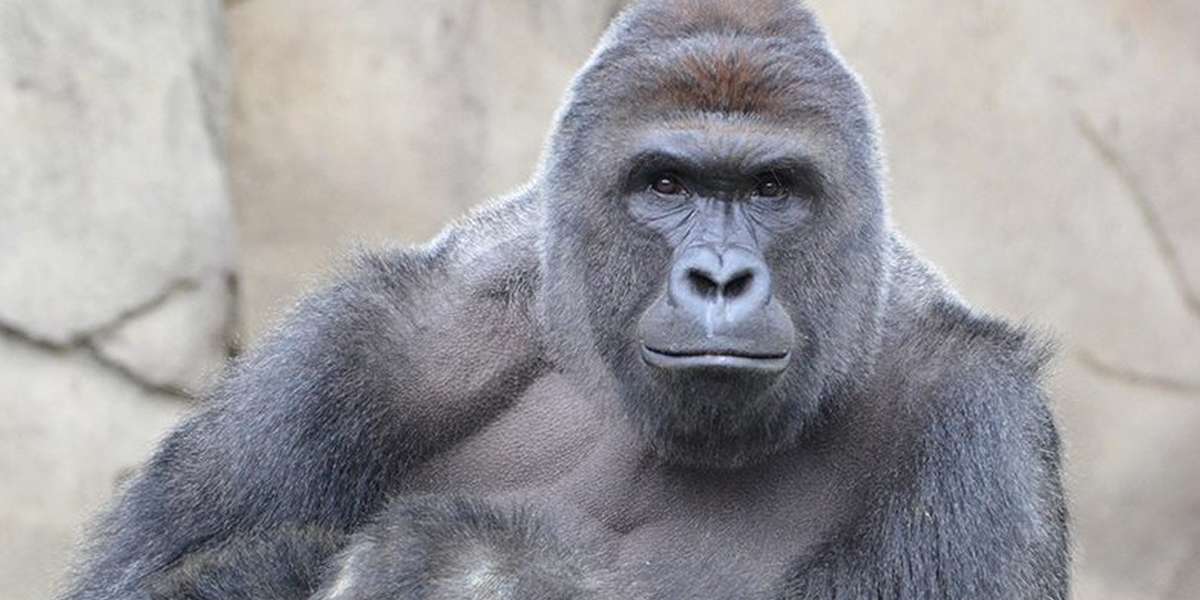 Gorilla Killed At Zoo Is Honored By Heartbroken Public - The Dodo