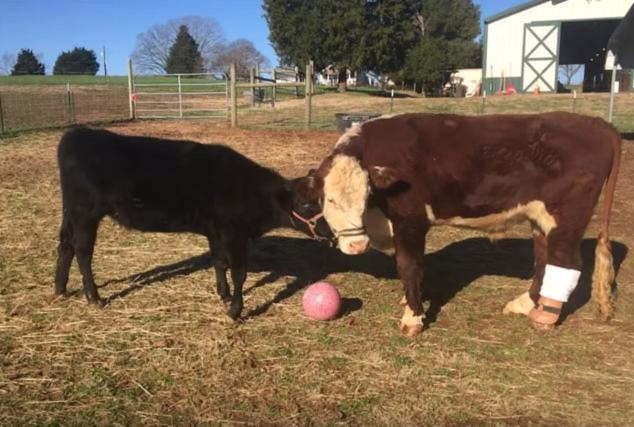 Rescue Cows Fell In Love The Moment They Met - The Dodo
