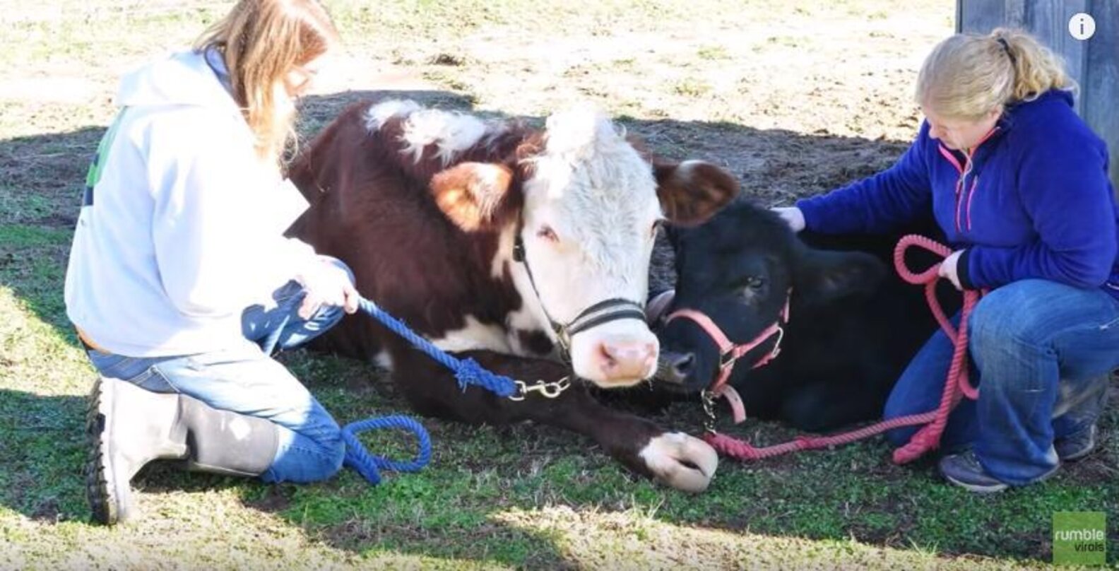 Rescue Cows Fell In Love The Moment They Met - The Dodo