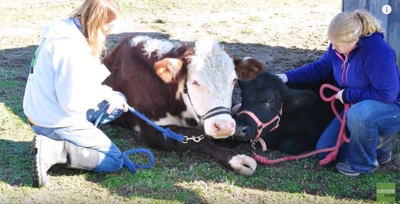 Rescue Cows Fell In Love The Moment They Met - The Dodo