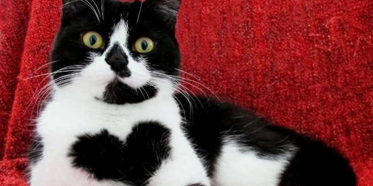 Cat Literally Wears Her Heart On Her Chest - The Dodo