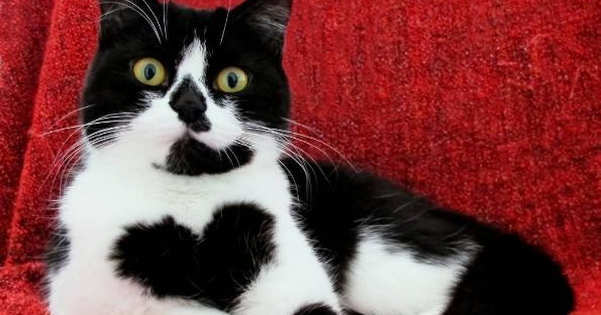 Cat Literally Wears Her Heart On Her Chest - The Dodo