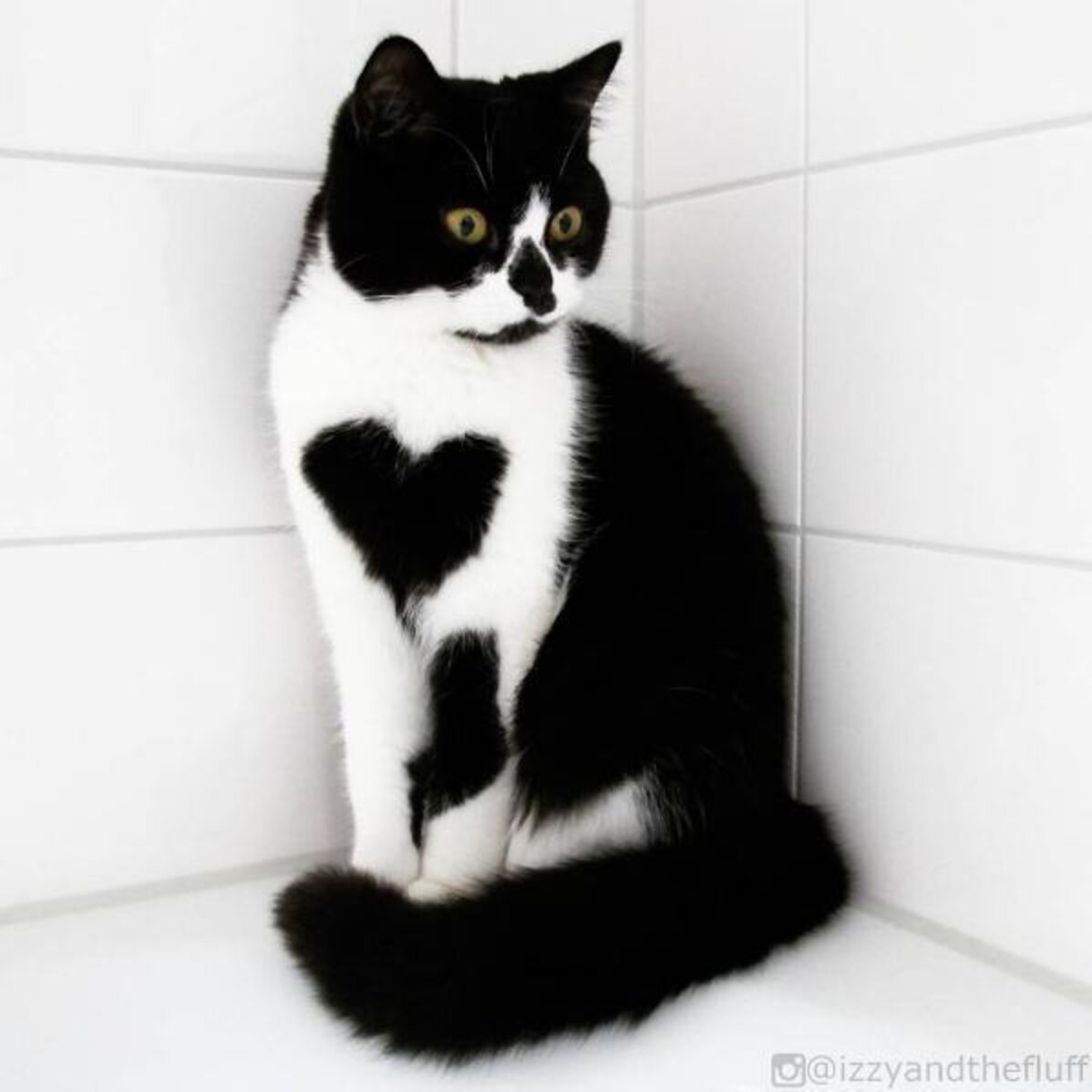 Cat Literally Wears Her Heart On Her Chest - The Dodo
