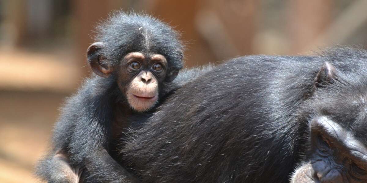 Chimp's Birth Control Failed, So This Tiny Baby Is Growing Up In A ...