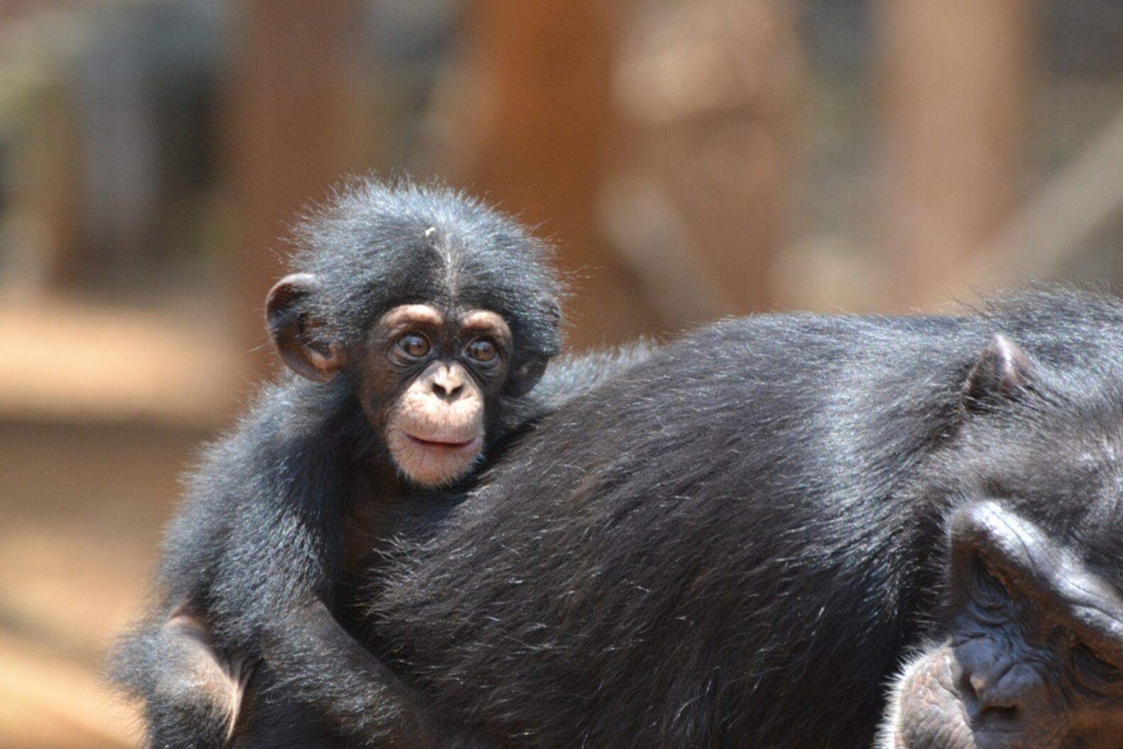 Chimp's Birth Control Failed, So This Tiny Baby Is Growing Up In A ...
