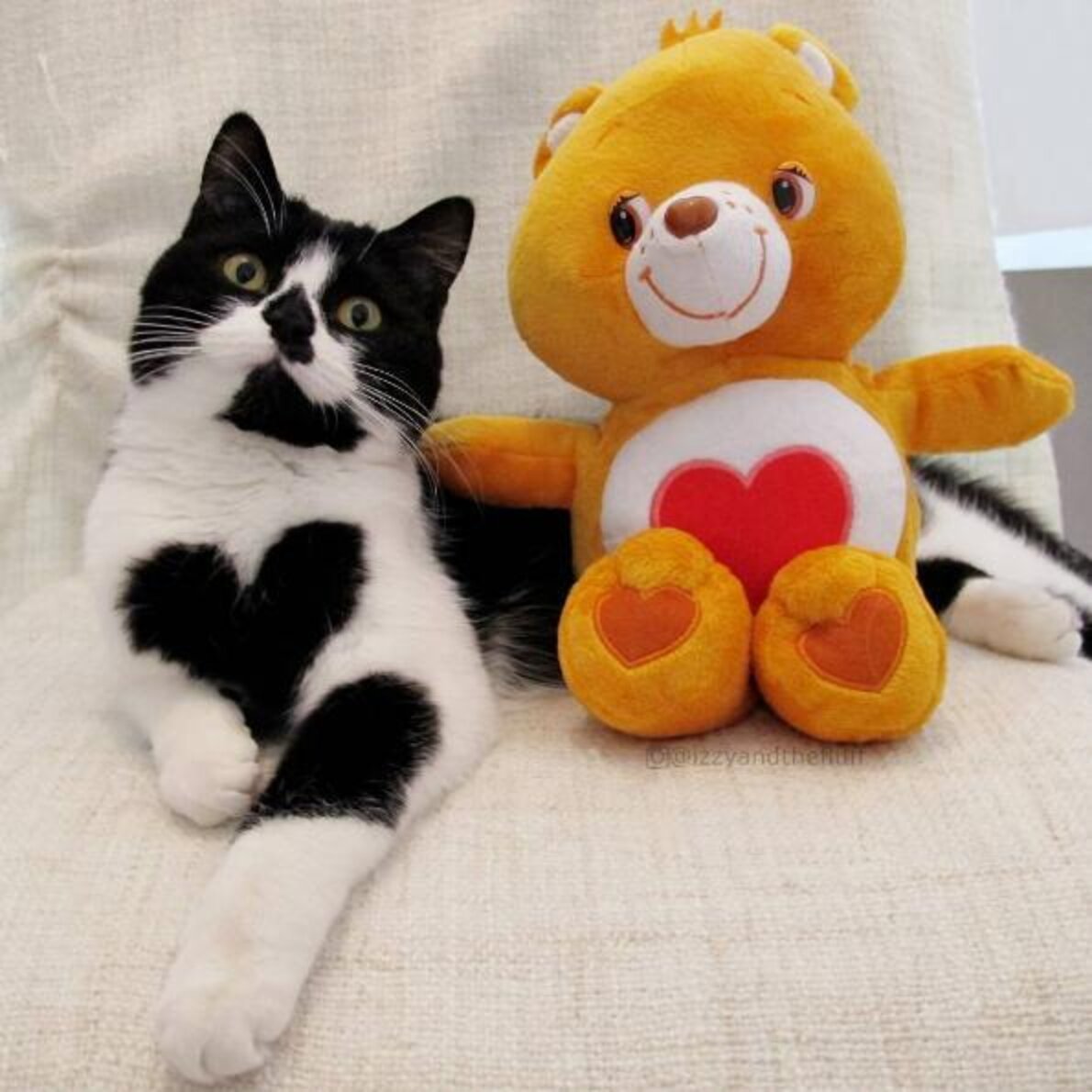 Cat Literally Wears Her Heart On Her Chest - The Dodo