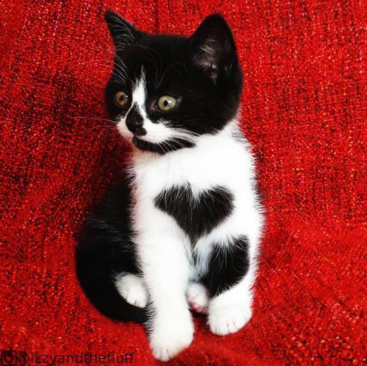 Cat Literally Wears Her Heart On Her Chest - The Dodo