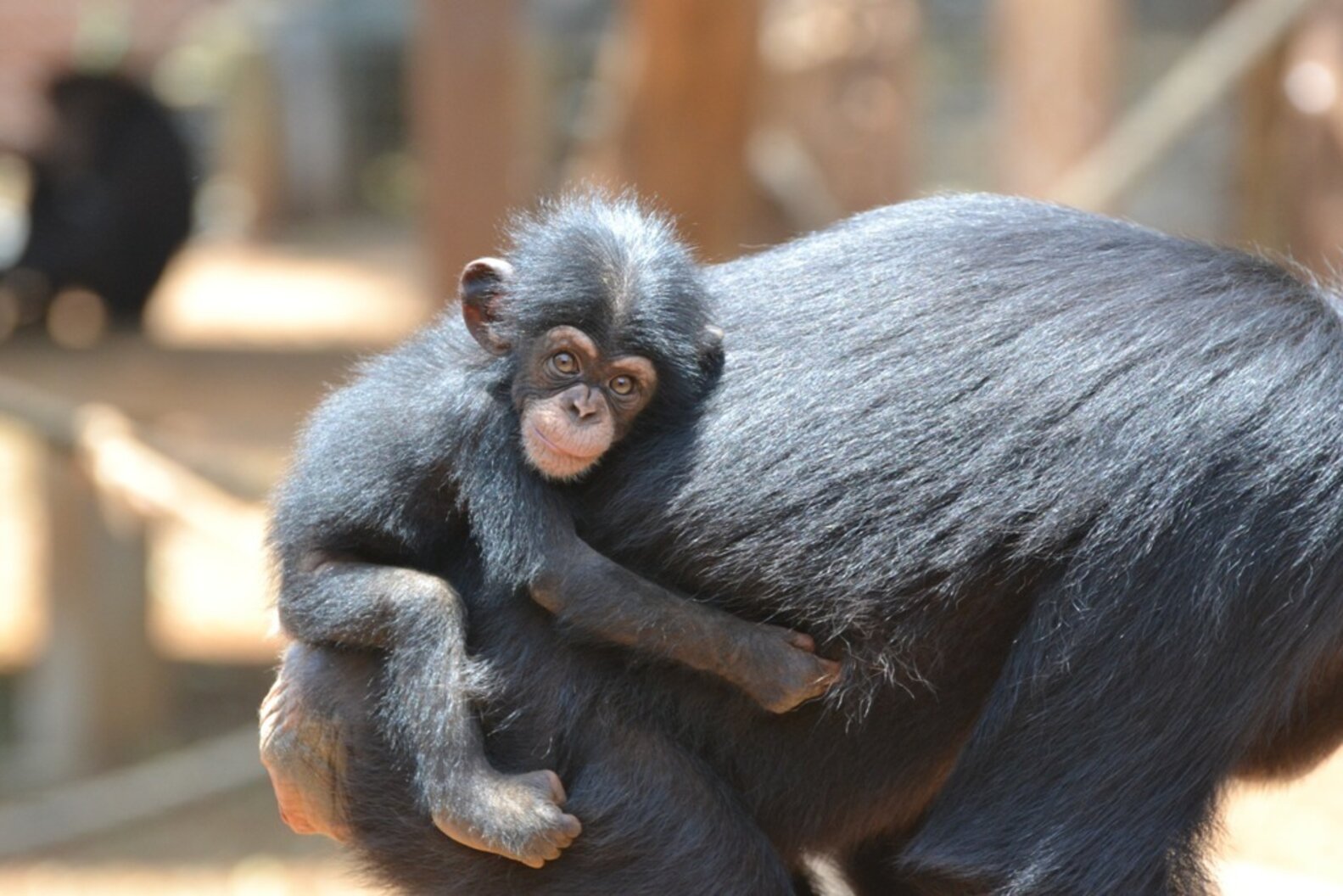 Chimp's Birth Control Failed, So This Tiny Baby Is Growing Up In A ...