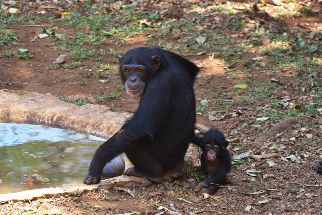 Chimp's Birth Control Failed, So This Tiny Baby Is Growing Up In A ...