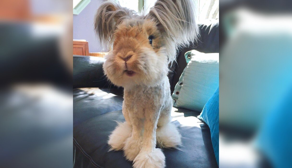 Wally The Rabbit - The Dodo