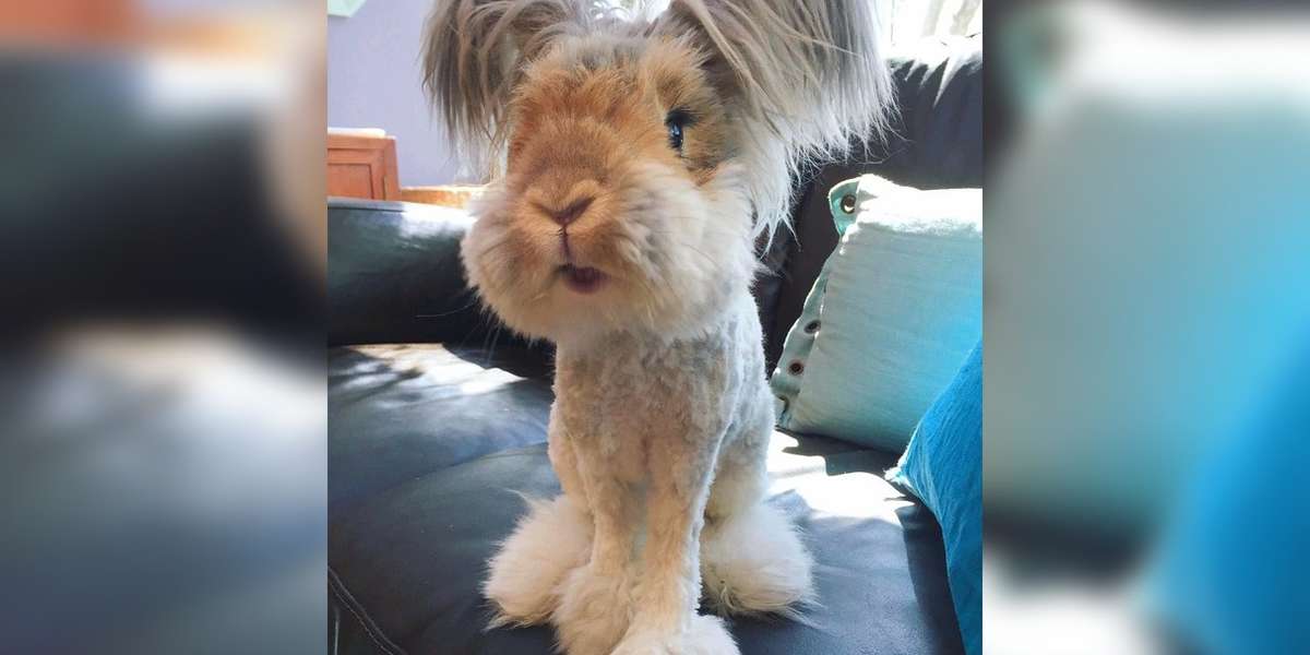 Wally The Rabbit's Mom Shares His ‘Before’ Photo With The World - The Dodo
