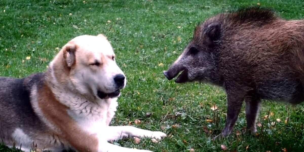 Dog And Pig BFFs Zoom Around Their Yard Together - The Dodo
