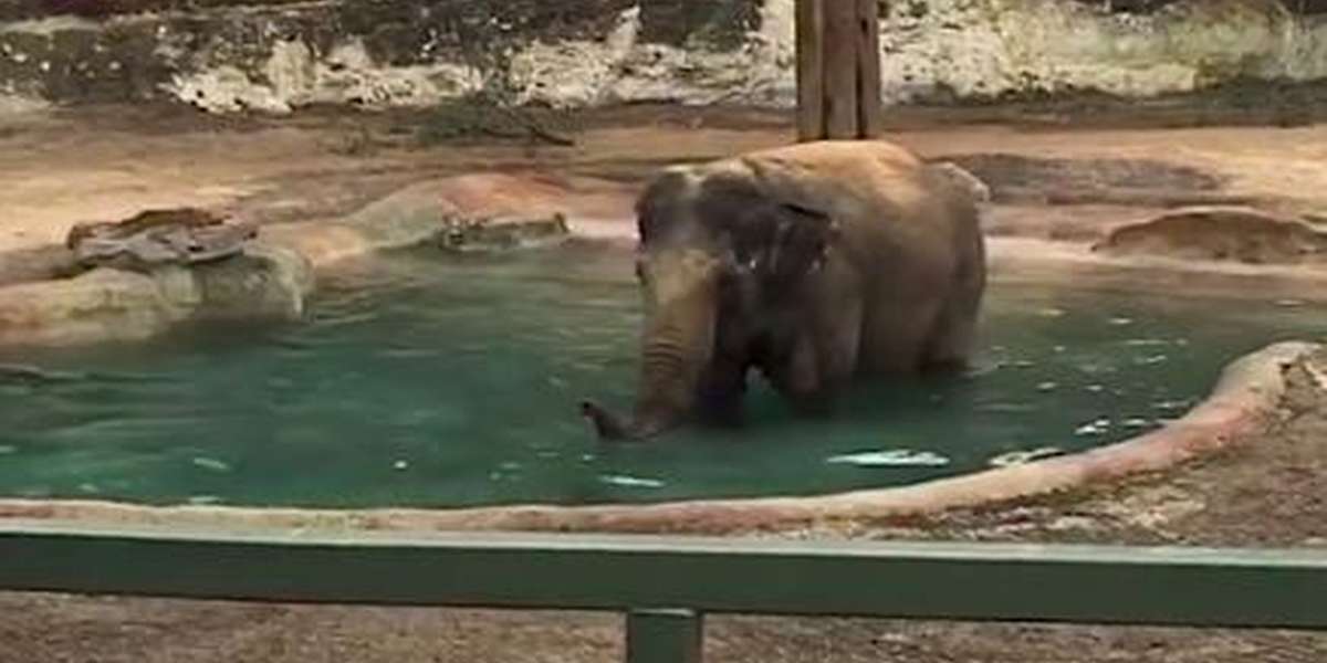 Lonely Elephant Has Spent Over 50 Years In Texas Zoo - The Dodo
