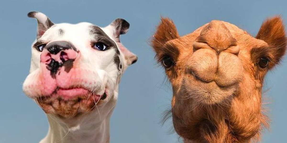 World’s Most Expressive Dog Does Great Impression Of A Camel - The Dodo