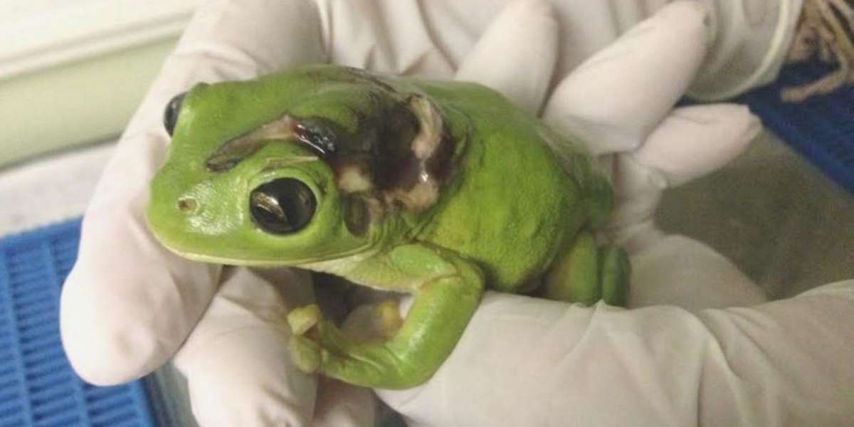 Woman Runs Over Frog With Lawnmower — Then Flies Him Hundreds Of Miles ...