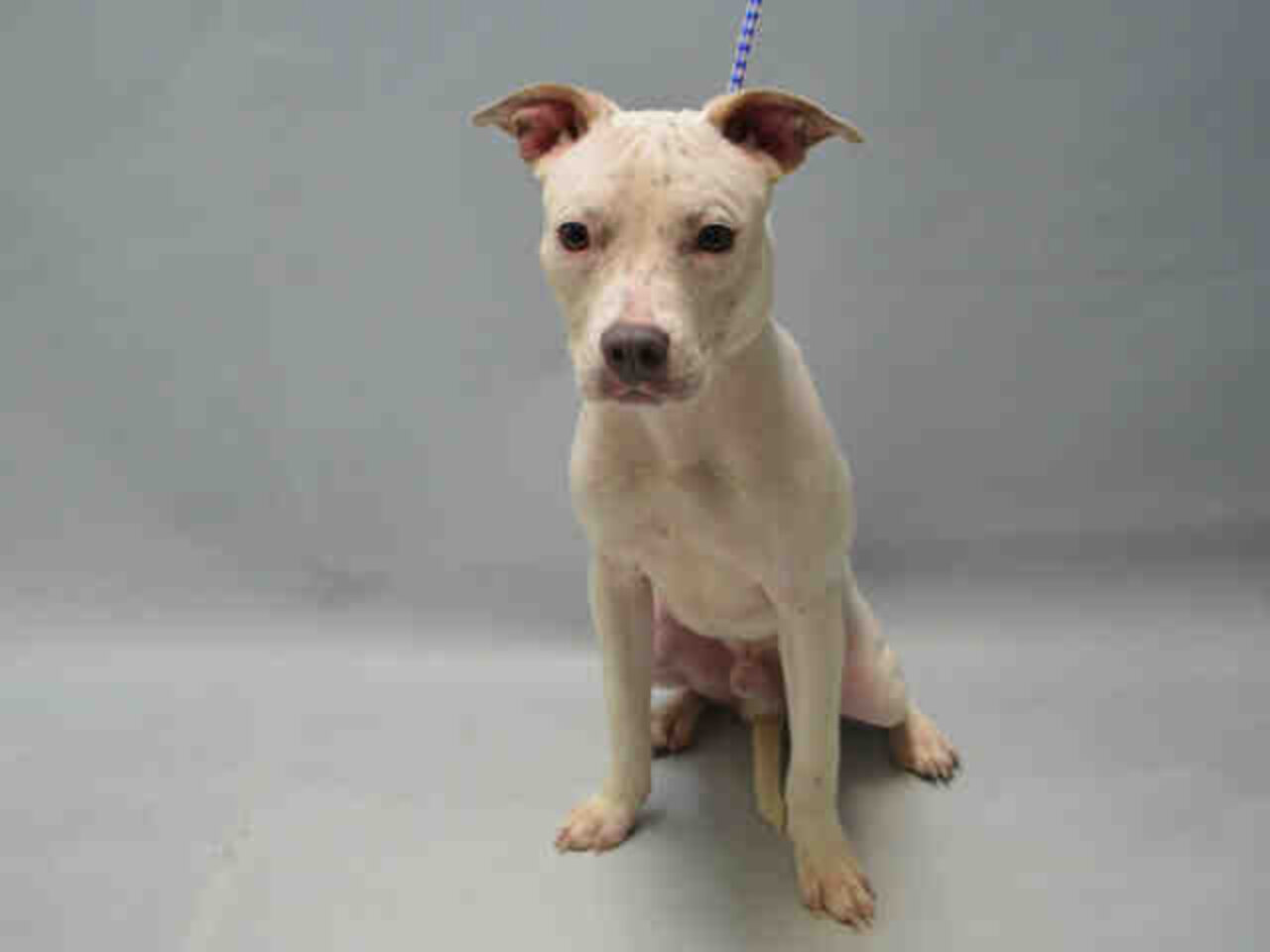 Young, Deaf Pit Bull Dumped At Shelter Just Wants To Snuggle - The Dodo
