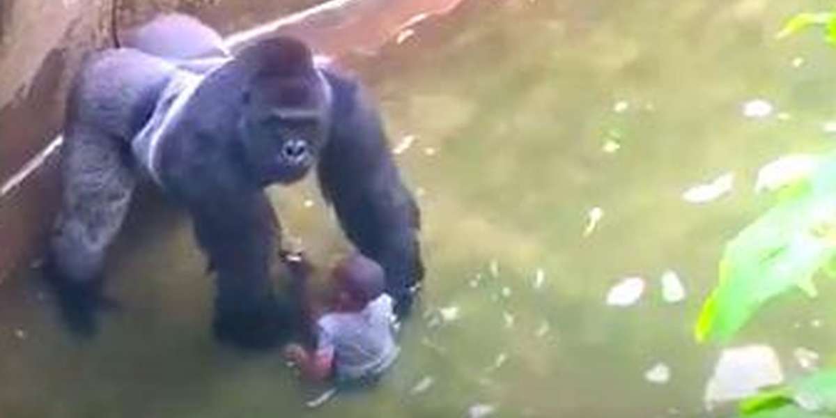 Why Was It So Easy For A Child To Get Into A Gorilla Pit? - The Dodo