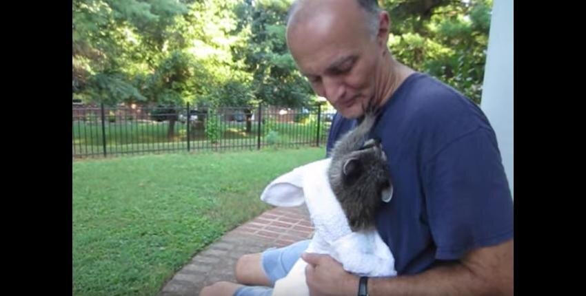 Raccoon Refused To Leave The People Who Saved His Life - The Dodo