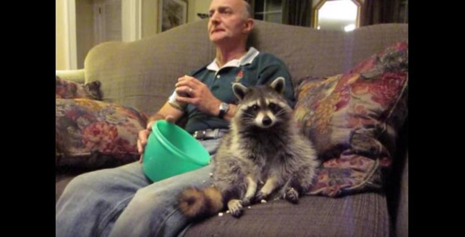 Raccoon Refused To Leave The People Who Saved His Life - The Dodo