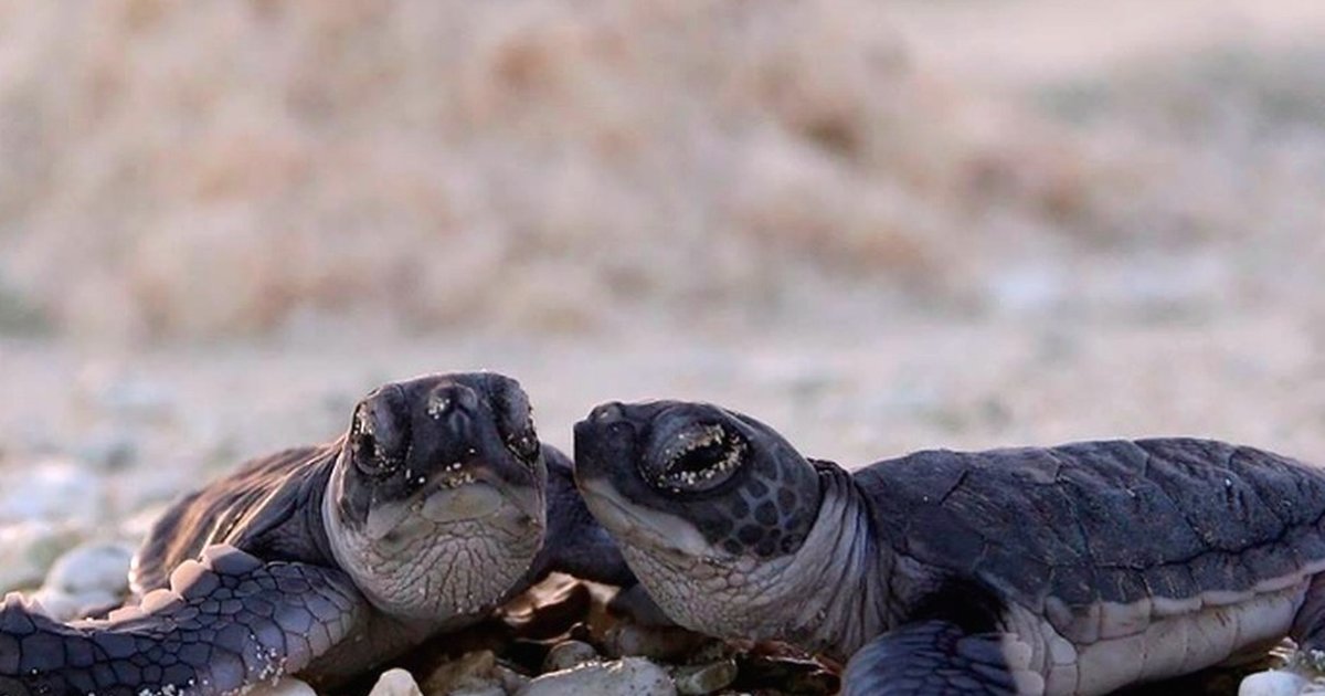 Baby Sea Turtles Help Their Siblings See The World For The First Time ...