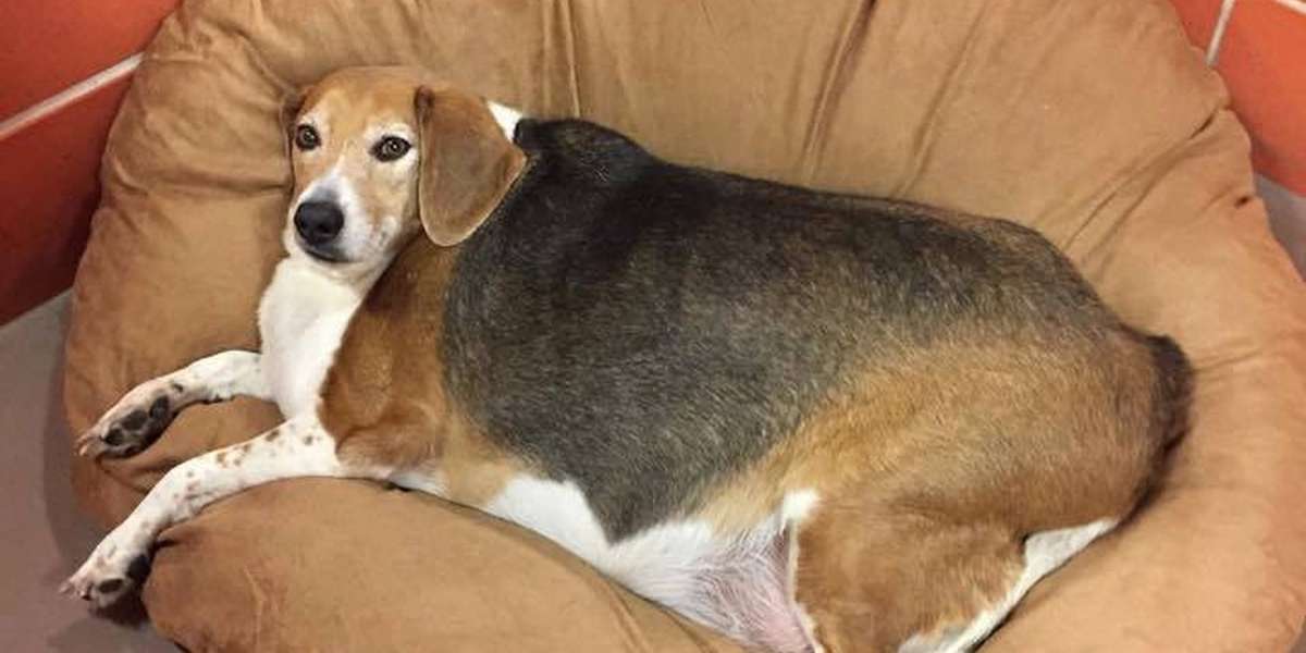 Obese Dog Who Lost The Weight Finally Got Adopted - The Dodo