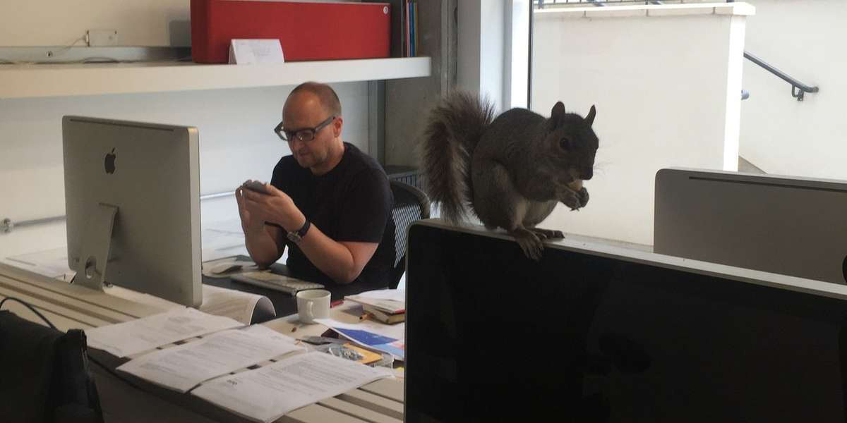 Hundreds Of People Are Trying To Save Office Squirrel - The Dodo