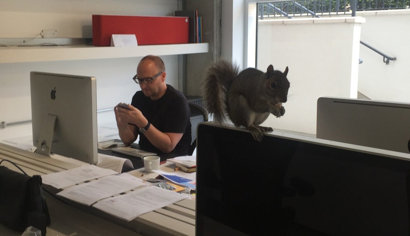 Hundreds Of People Are Trying To Save Office Squirrel - The Dodo