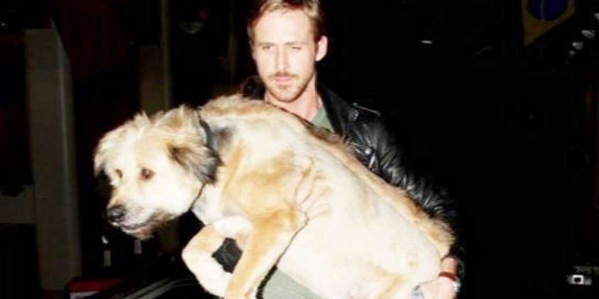 Photos Of Dog Dads Who Are Completely In Love - The Dodo