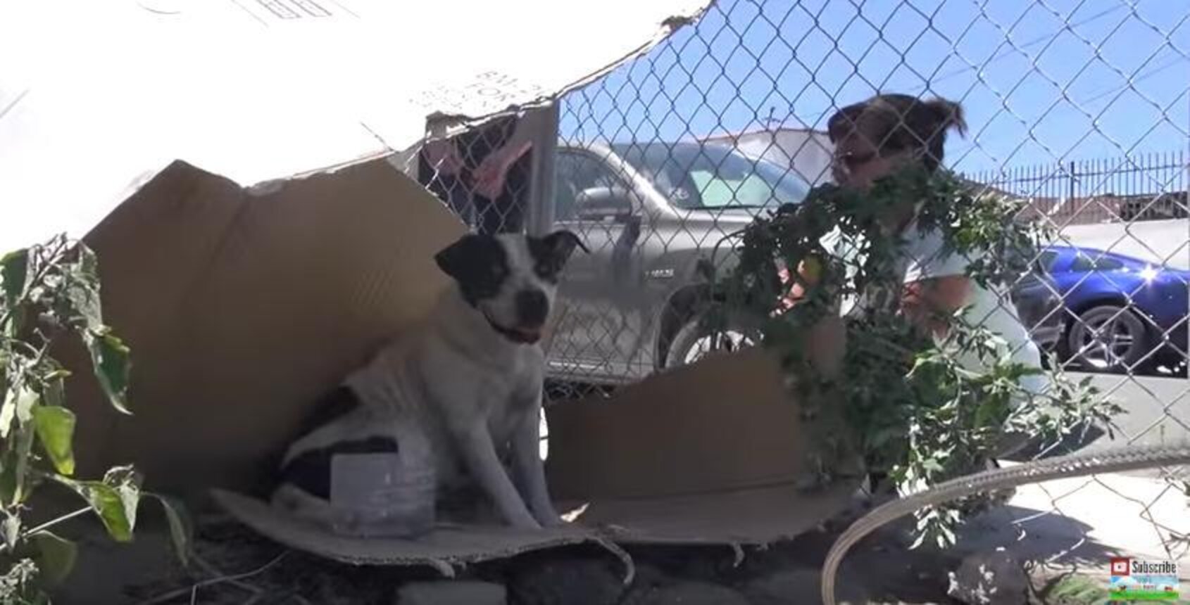 Family Built Shelter For Homeless Dog While She Waited For Someone To ...