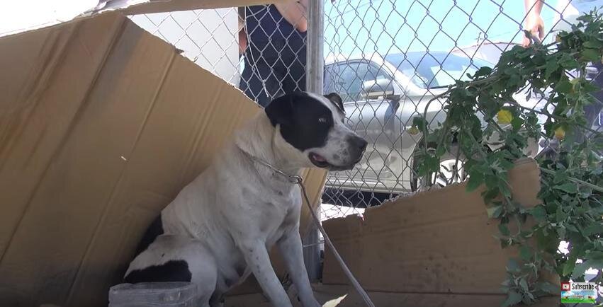 Family Built Shelter For Homeless Dog While She Waited For Someone To ...