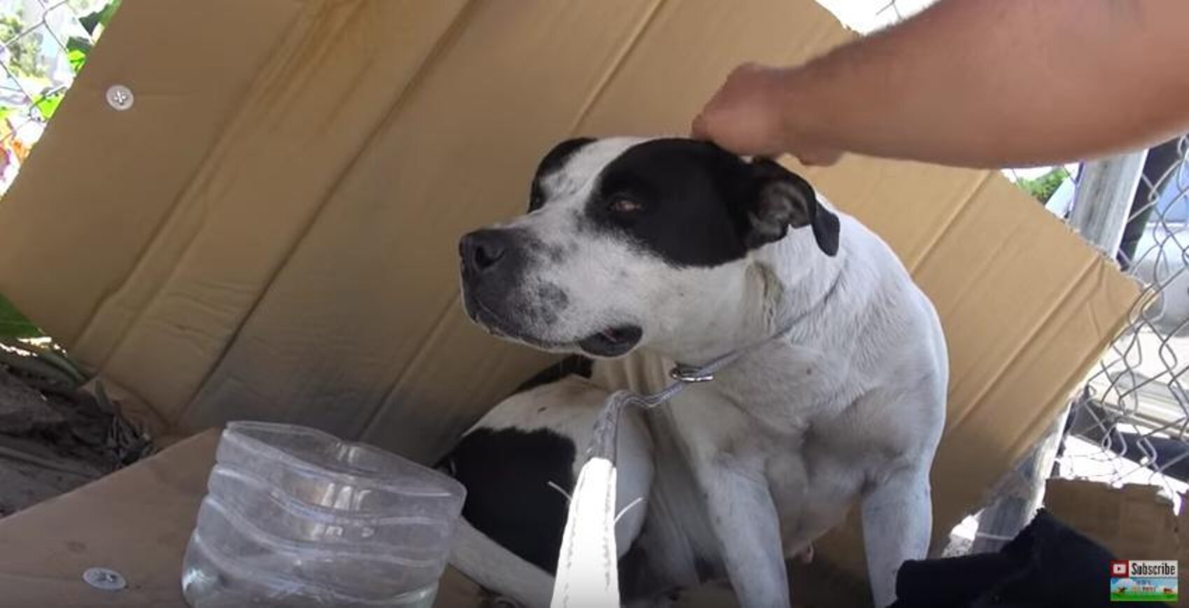 Family Built Shelter For Homeless Dog While She Waited For Someone To ...