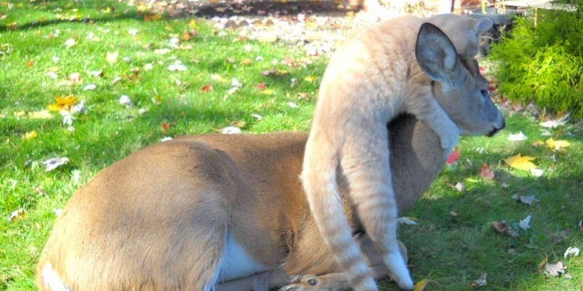 Deer Stops By To Visit Her Favorite Cat Every Morning - The Dodo