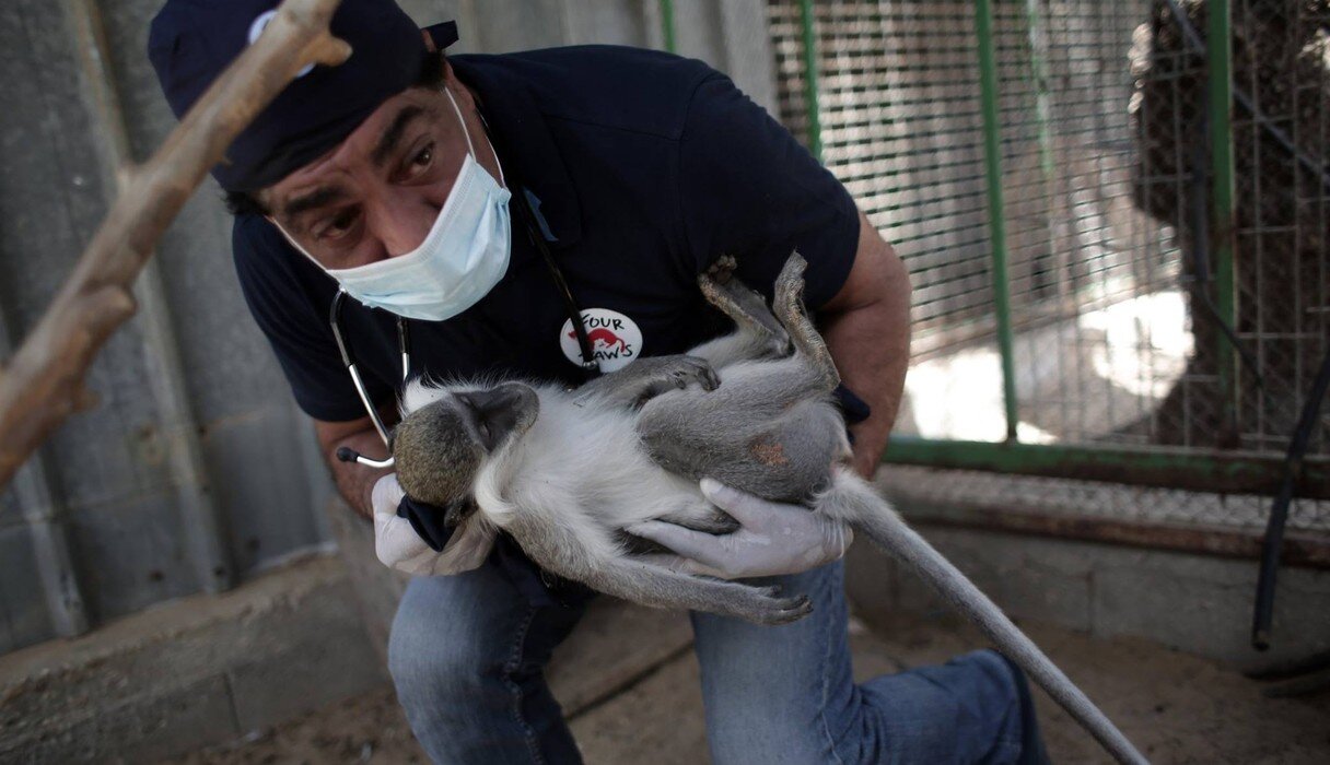 Rescuers Arrive At 'Worst Zoo In The World' - The Dodo