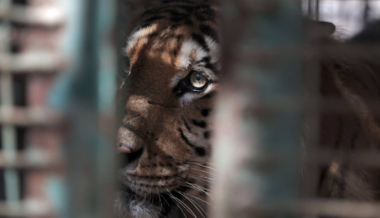 Rescuers Arrive At 'Worst Zoo In The World' - The Dodo