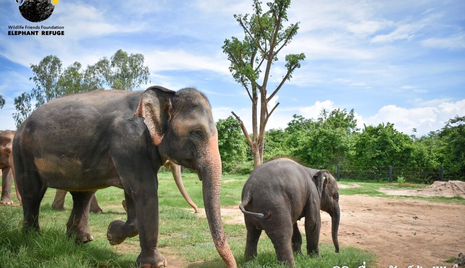 This Is What Paradise Looks Like For Elephants - The Dodo