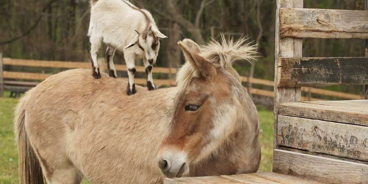 Little Goat Escapes From Pen To Climb On Her Mule Friend - The Dodo
