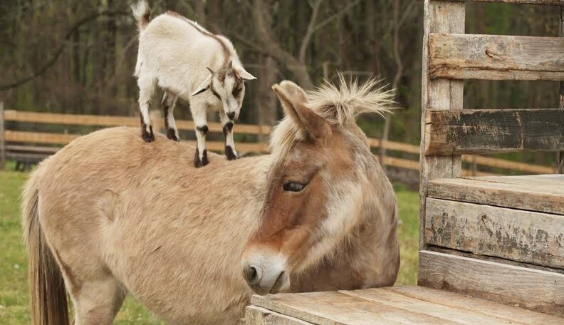 Little Goat Escapes From Pen To Climb On Her Mule Friend - The Dodo
