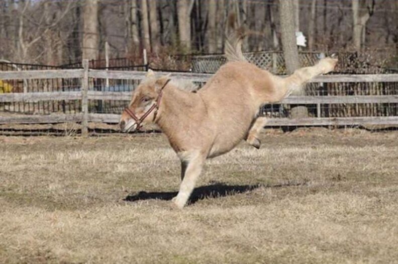Little Goat Escapes From Pen To Climb On Her Mule Friend - The Dodo